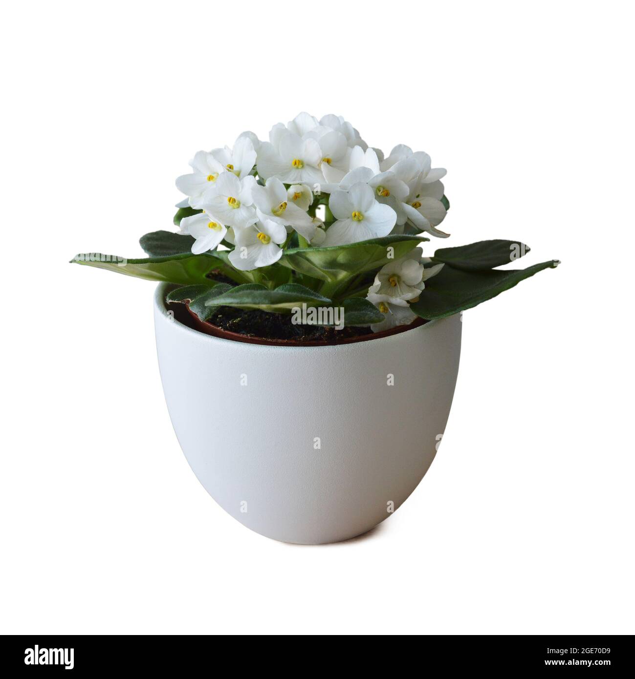 White African violet isolated on white background Stock Photo - Alamy
