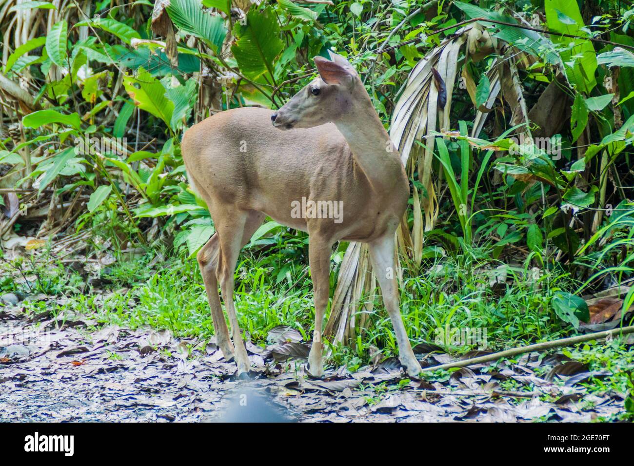 Deer in national park hi-res stock photography and images - Alamy