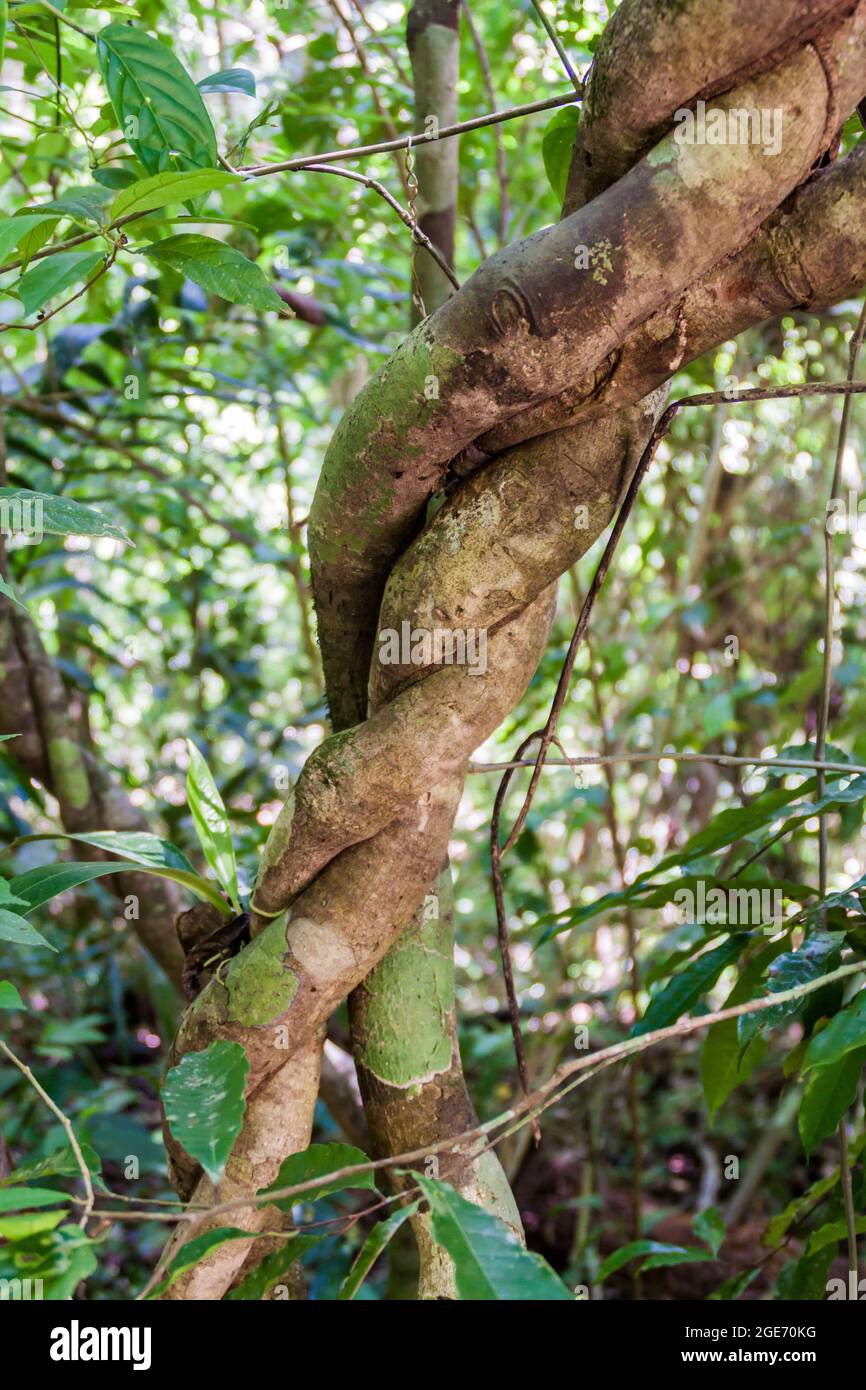 Entwined trees hi-res stock photography and images - Alamy