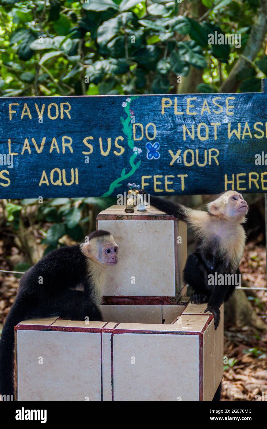 White-headed capuchin monkeys Cebus capucinus drink from a tap in ...