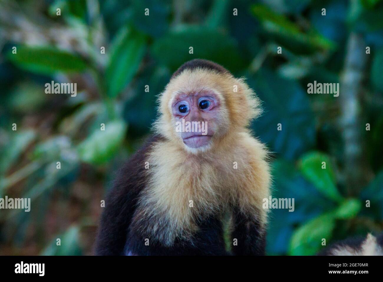 White-headed capuchin monkey Cebus capucinus in National Park Manuel ...