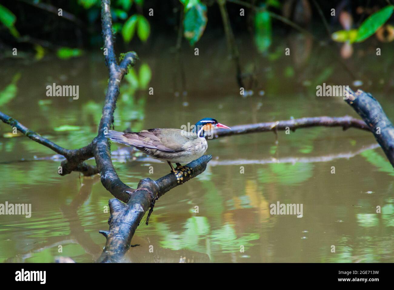 Sungrebe or American finfoot Heliornis fulica in Tortuguero National ...