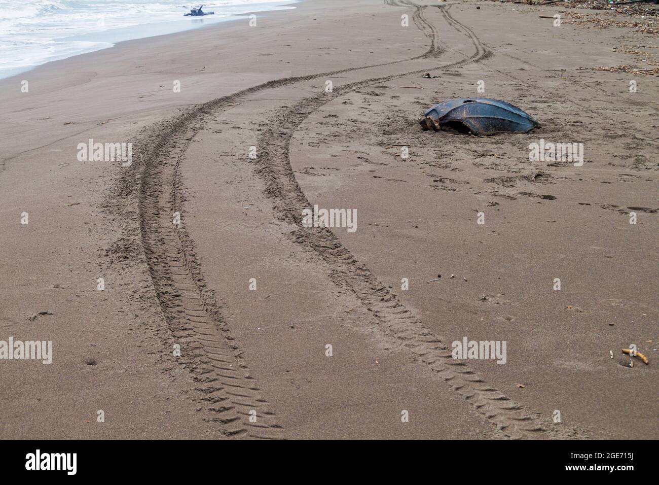 Empty shell of a dead Leatherback sea turtle Dermochelys coriacea at a ...