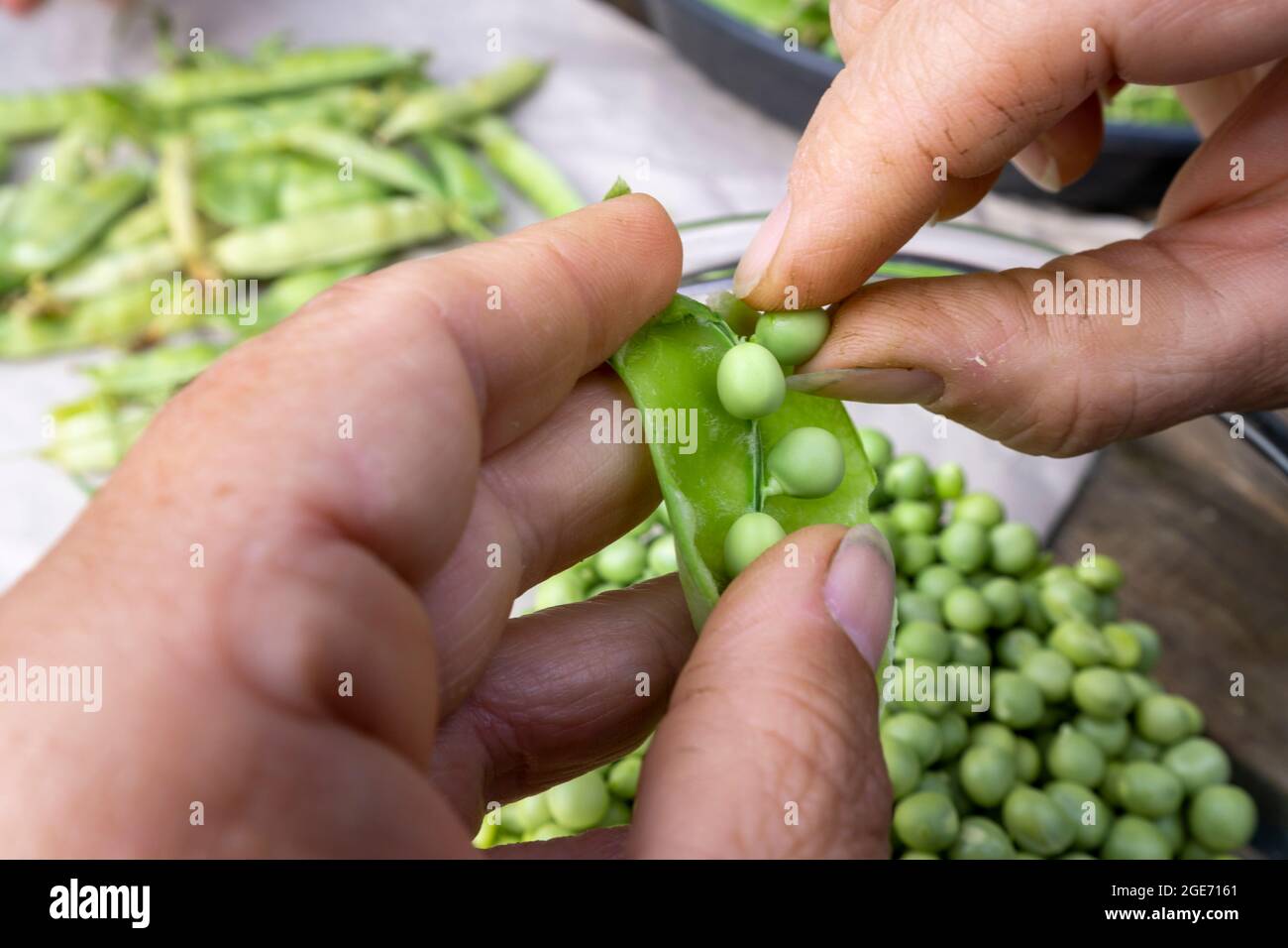 Woman hands hulled peas from shell Stock Photo - Alamy