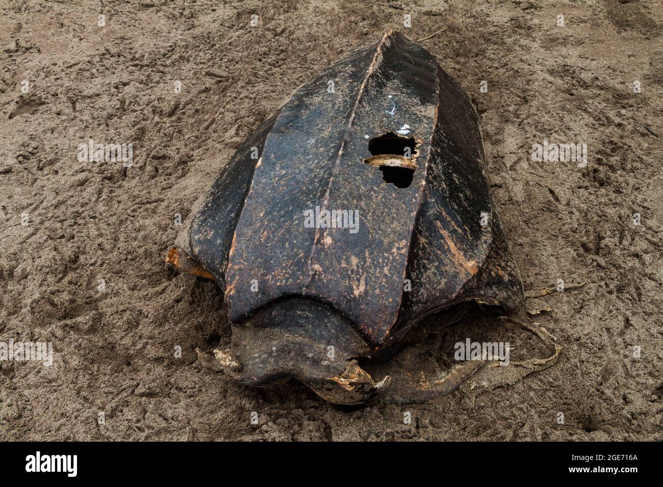 Empty shell of a dead Leatherback sea turtle Dermochelys coriacea at a ...