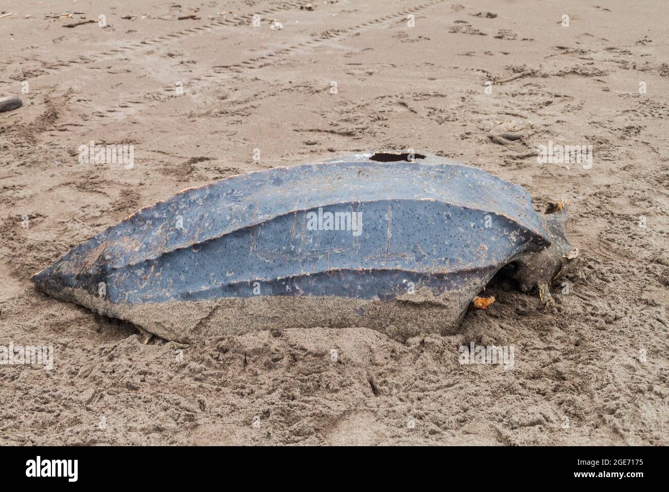Empty shell of a dead Leatherback sea turtle Dermochelys coriacea at a ...