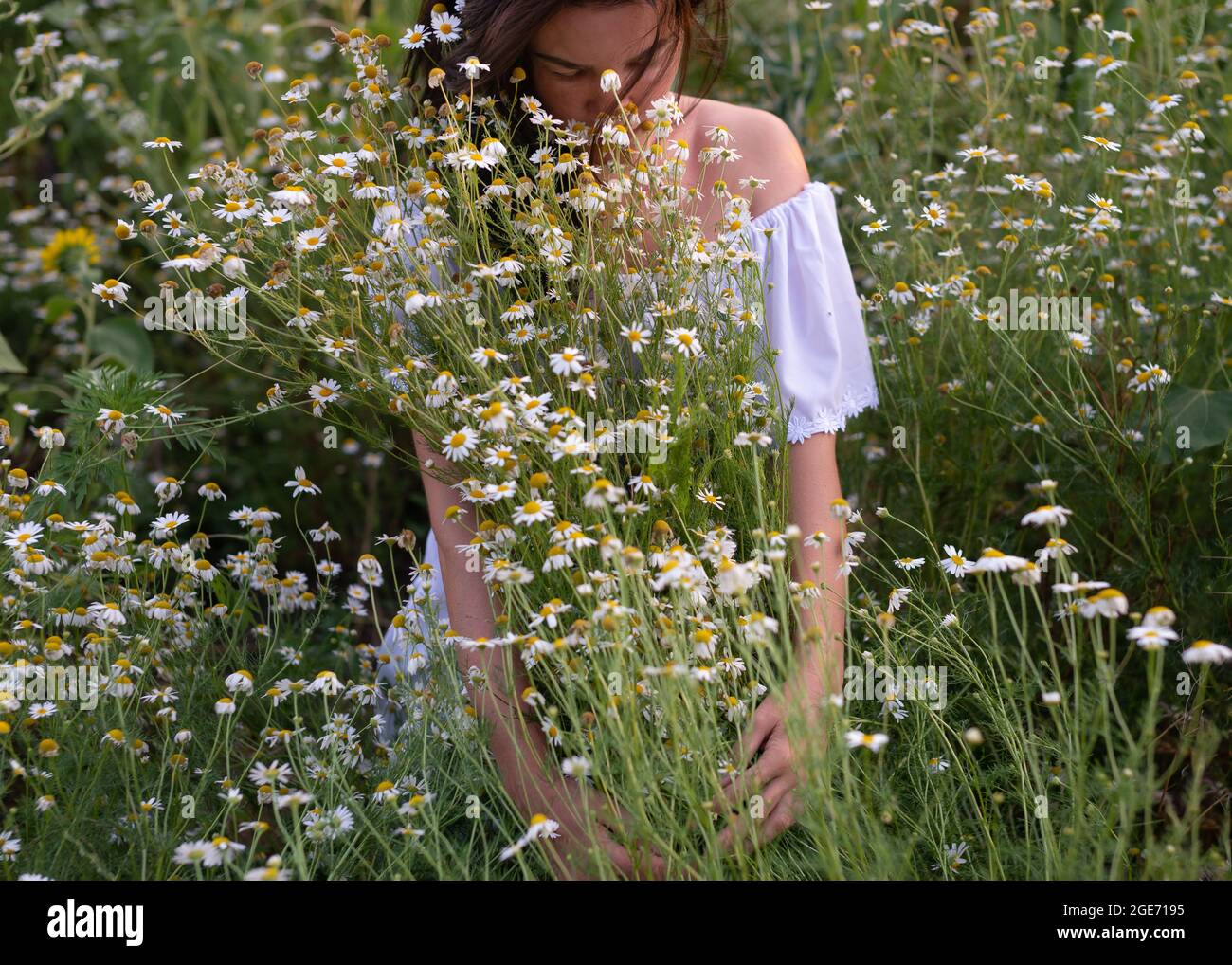 Portrait of enigmatic woman with chamomiles in summer field Stock Photo ...