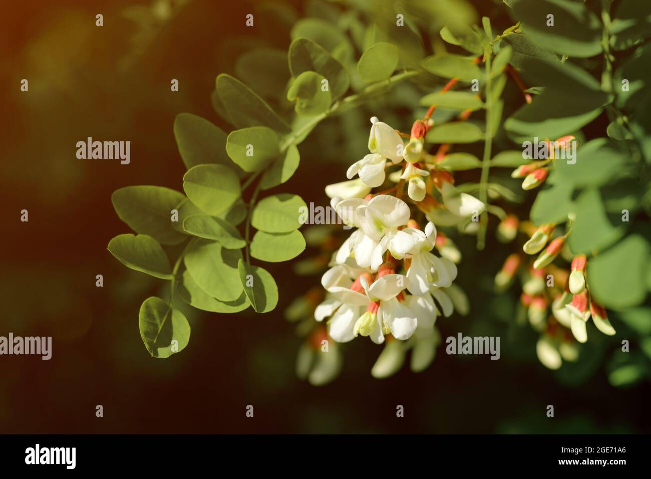 Black locust tree leaf hi-res stock photography and images - Alamy