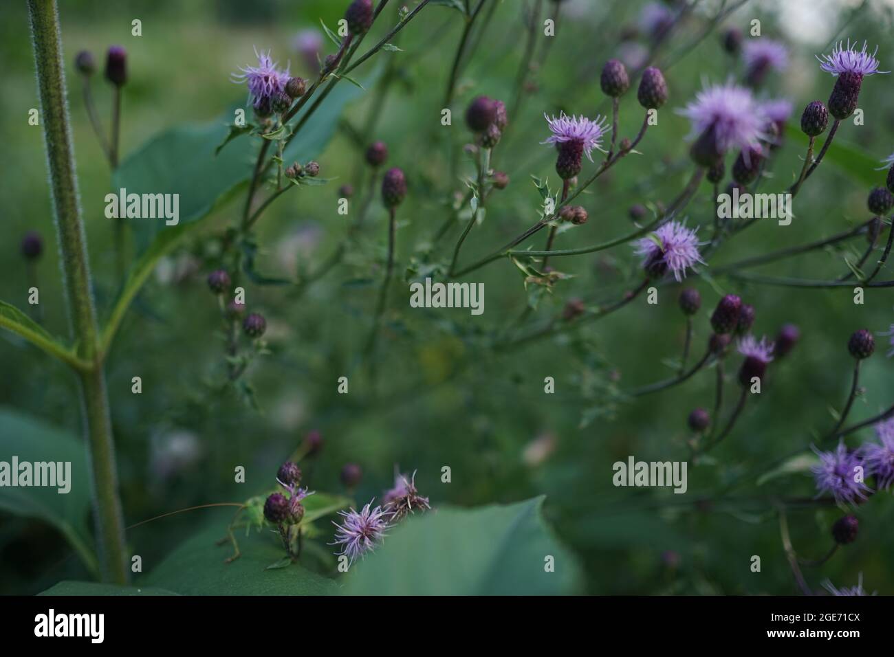 Close up of Cirsium arvense a perennial species of flowering plant in ...