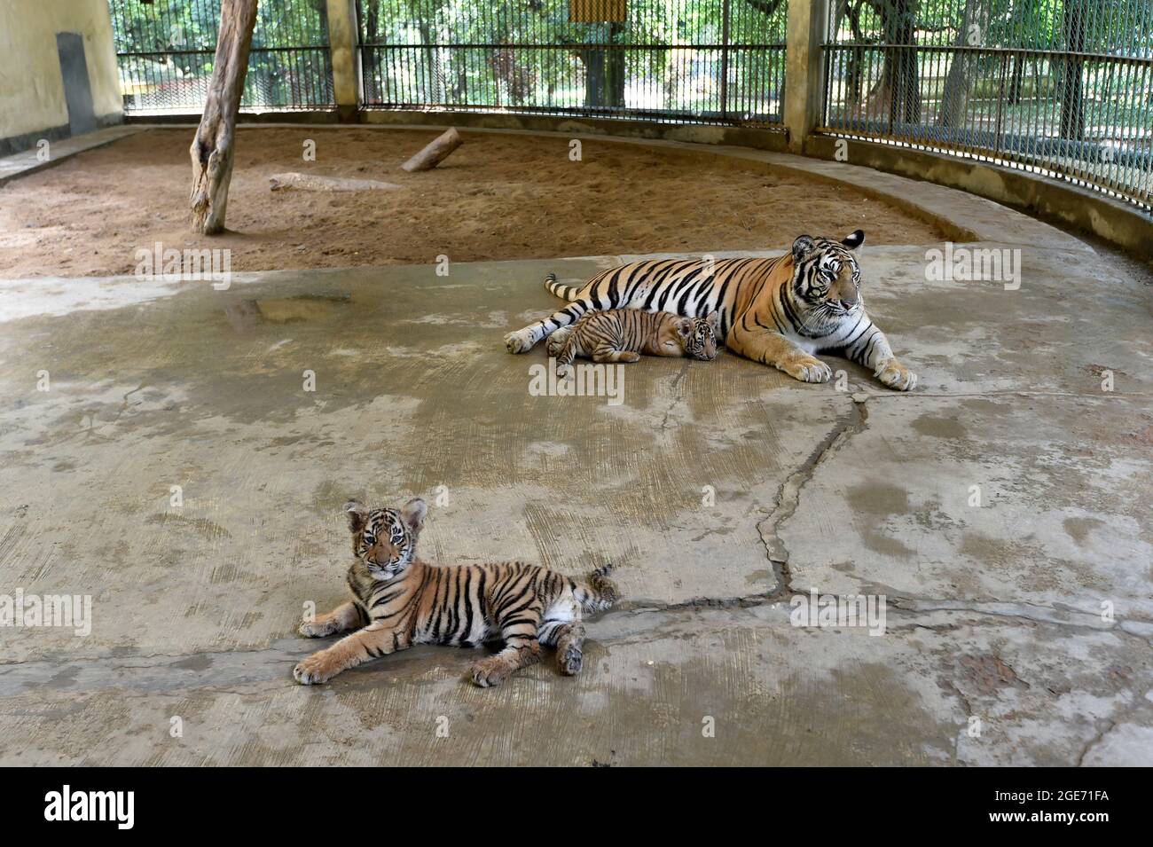 Dhaka. 17th Aug, 2021. Two Royal Bengal Tiger cubs are seen with their ...