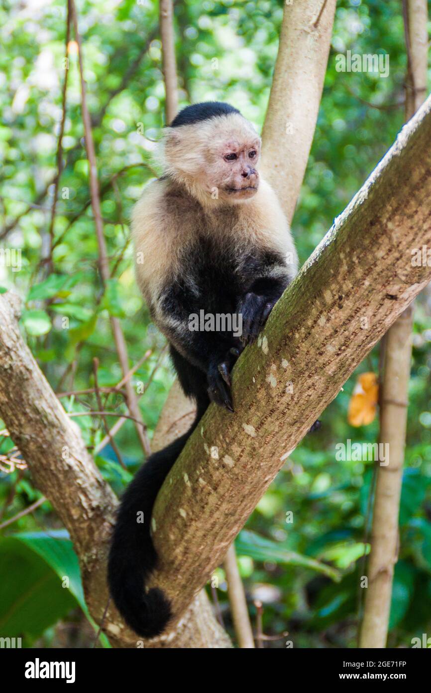 White-headed capuchin monkey Cebus capucinus in Cahuita National Park ...