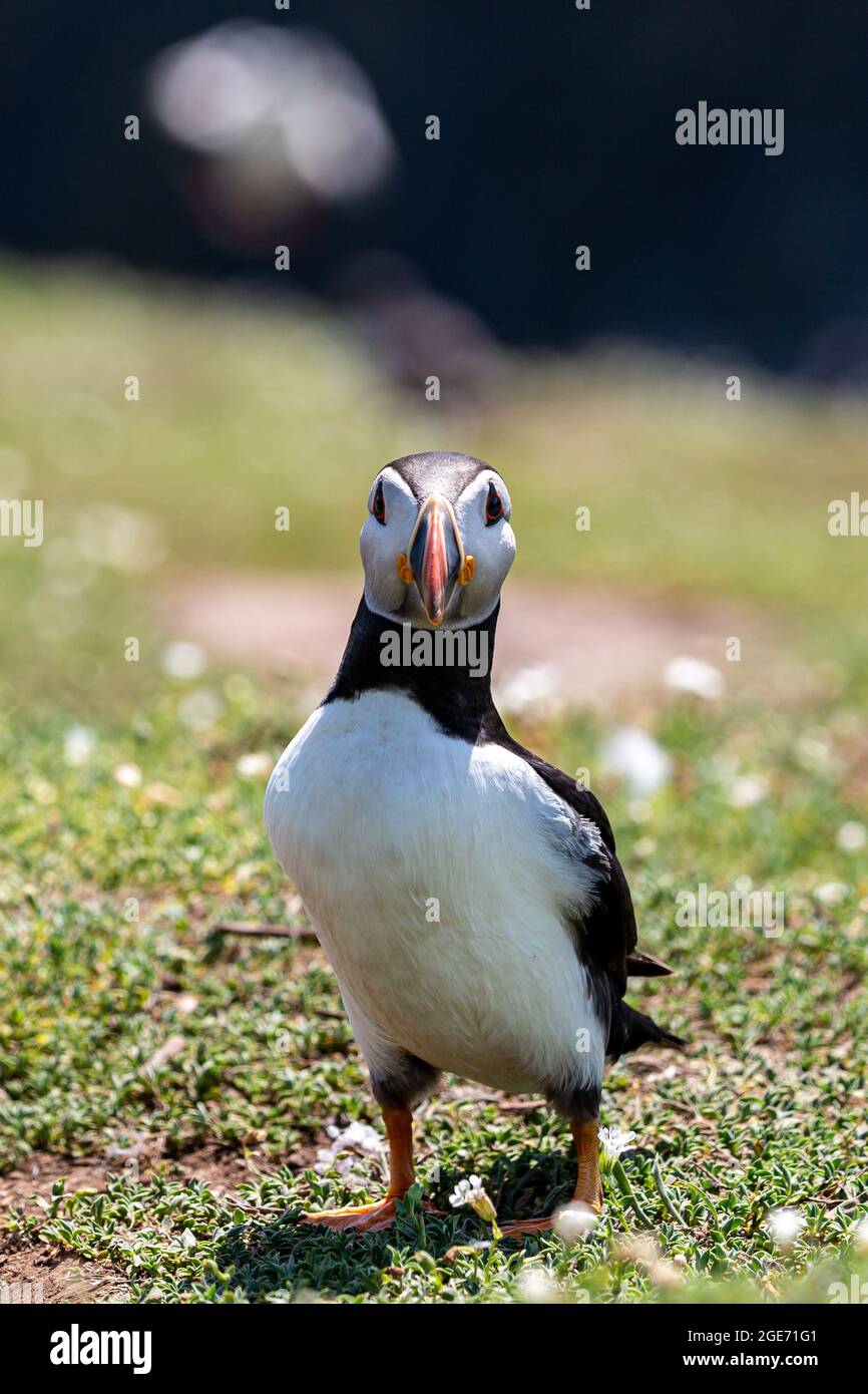 Puffin uk depth of field hi-res stock photography and images - Alamy