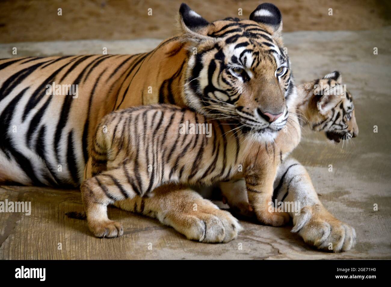Dhaka. 17th Aug, 2021. A Royal Bengal Tiger cub is seen with its mother ...