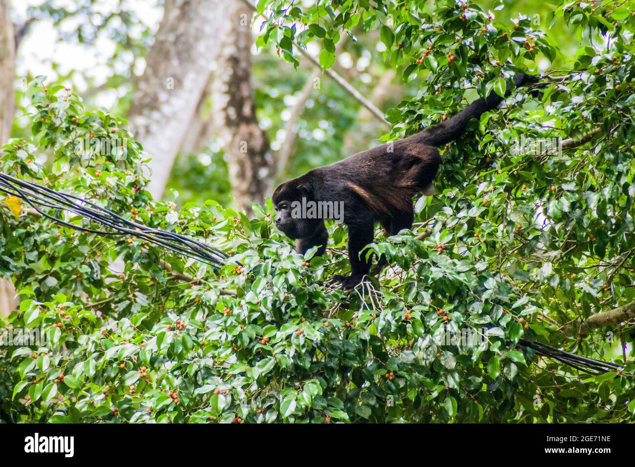 Howler monkey on a cable in Cahuita National Park, Costa Rica Stock ...
