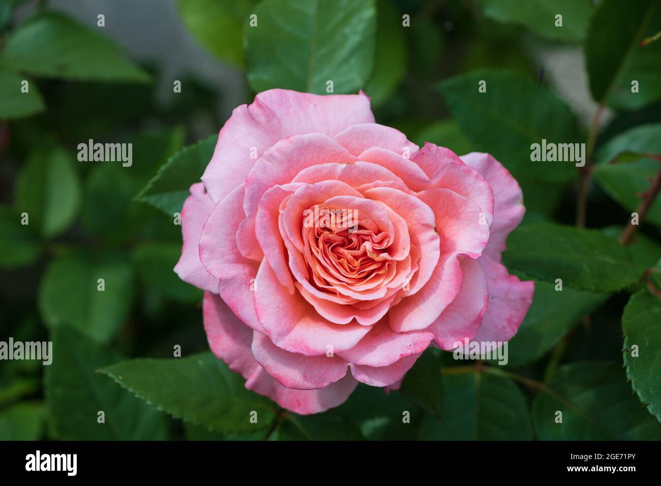 Plant pink rose hi-res stock photography and images - Alamy