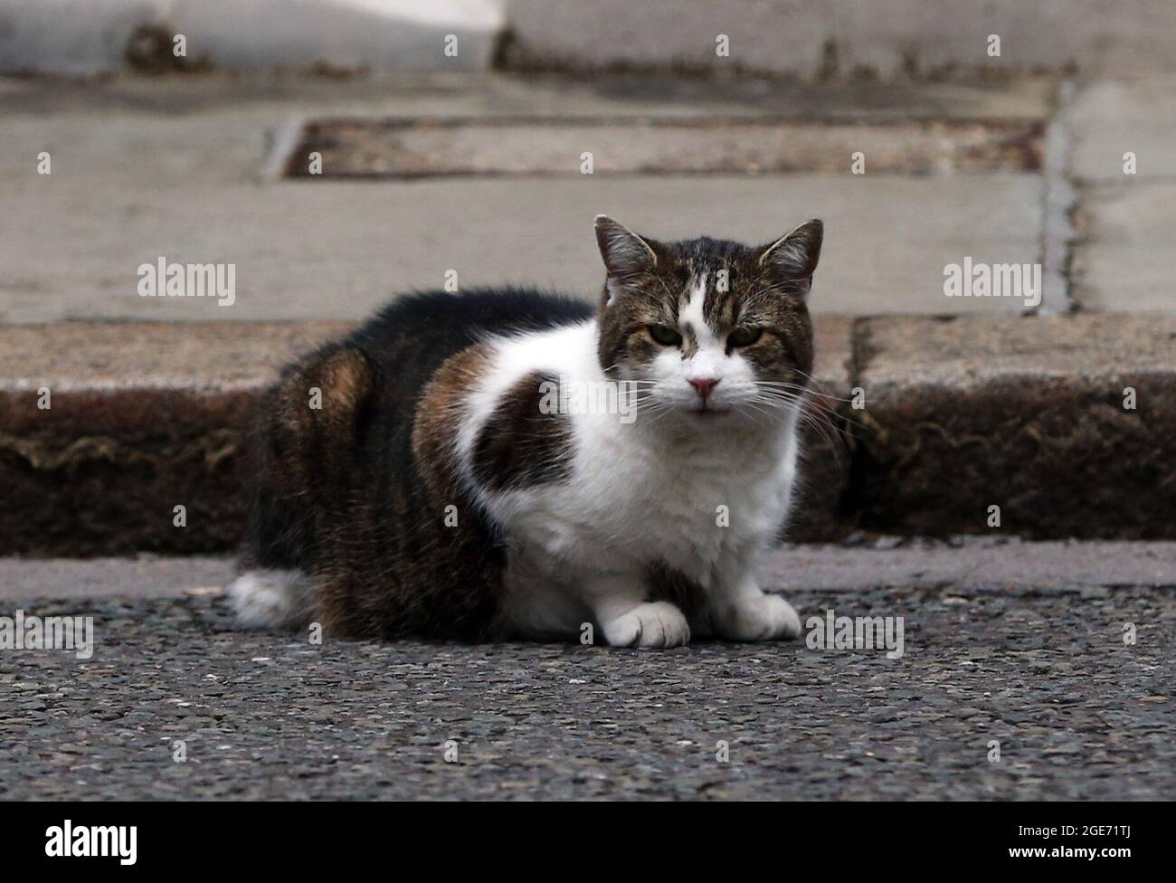London, England, UK. 17th Aug, 2021. UK Prime Minister's office's cat ...