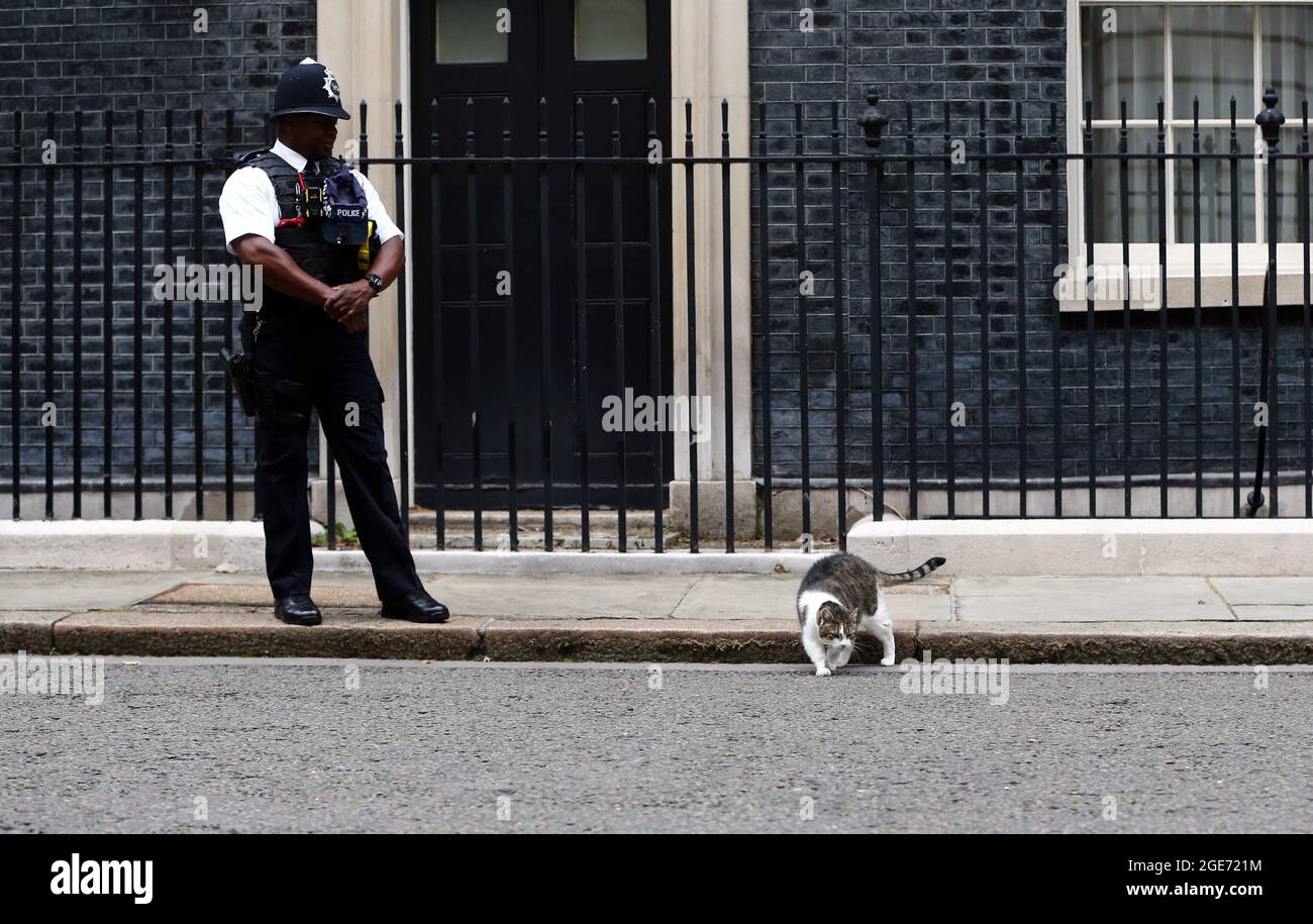 London, England, UK. 17th Aug, 2021. UK Prime Minister's office's cat ...