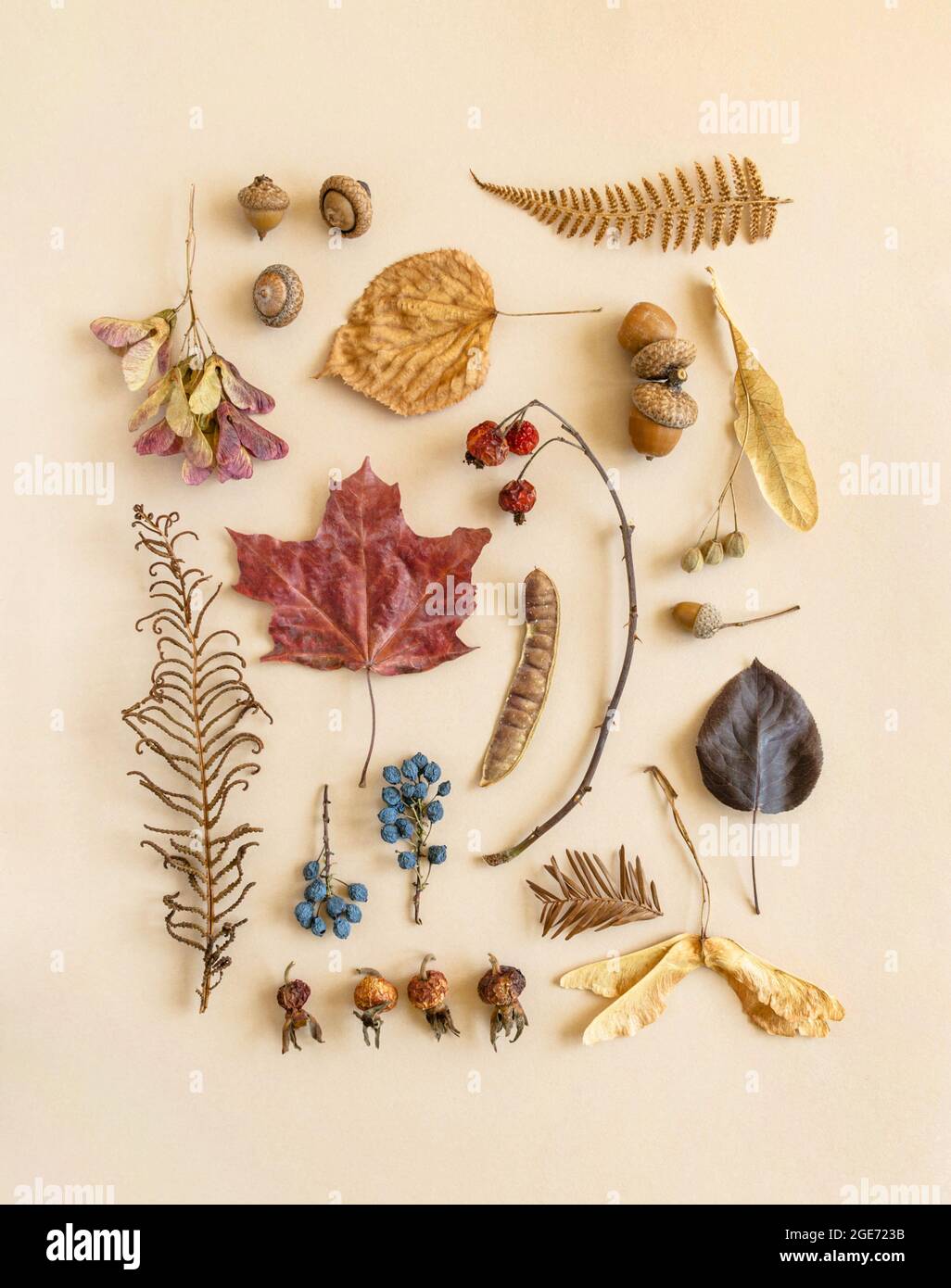 Flat lay autumn composition. Knolling collection made of various fall ...