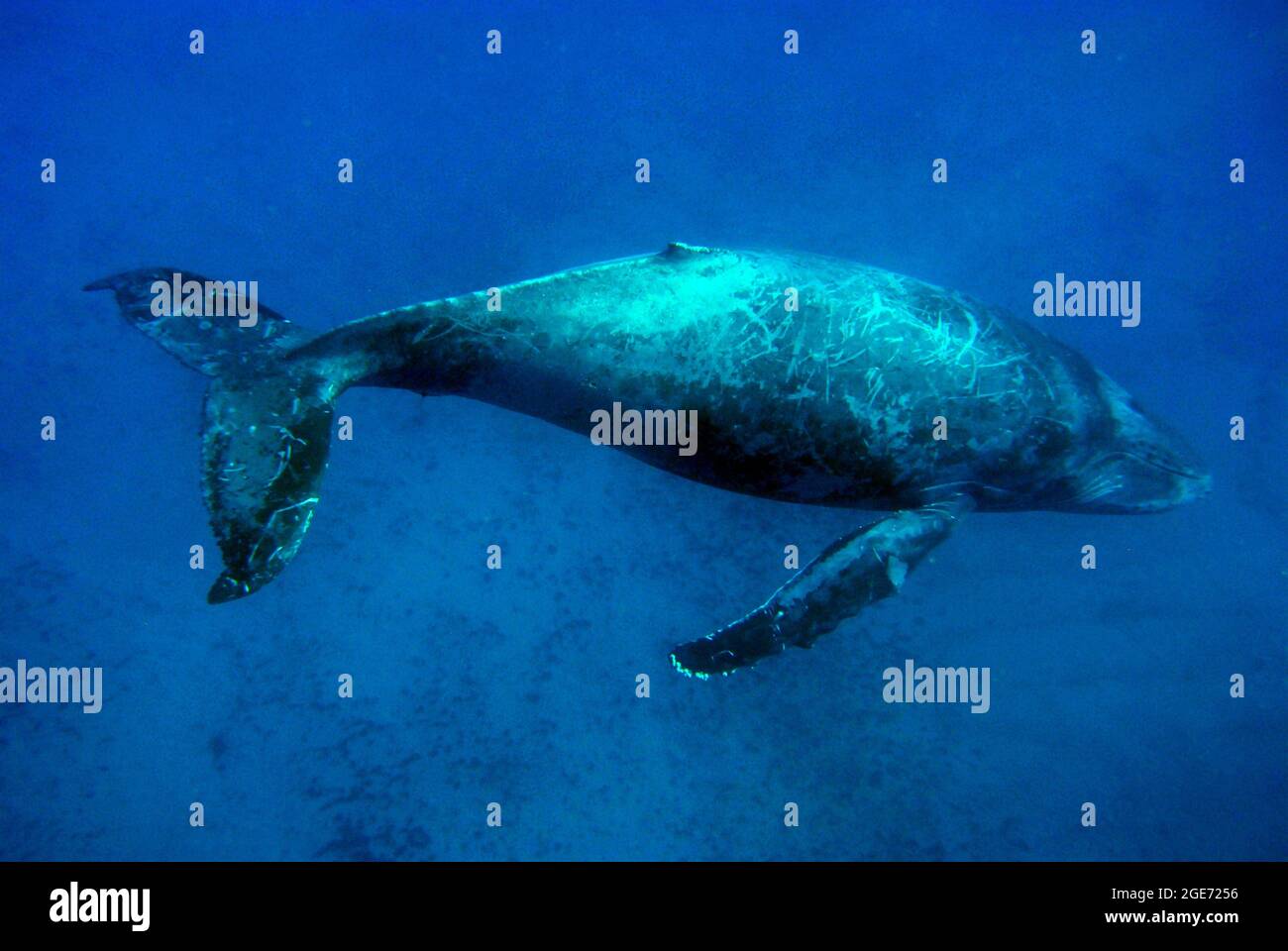 Sperm whale swimming underwater hi-res stock photography and images - Alamy