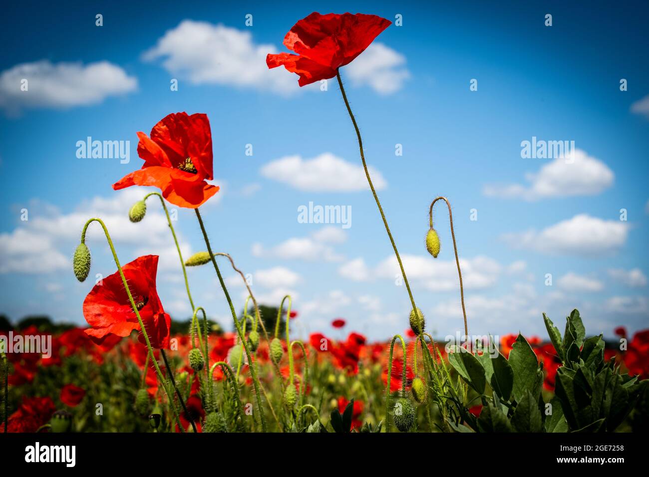 Poppy filelds hi-res stock photography and images - Alamy