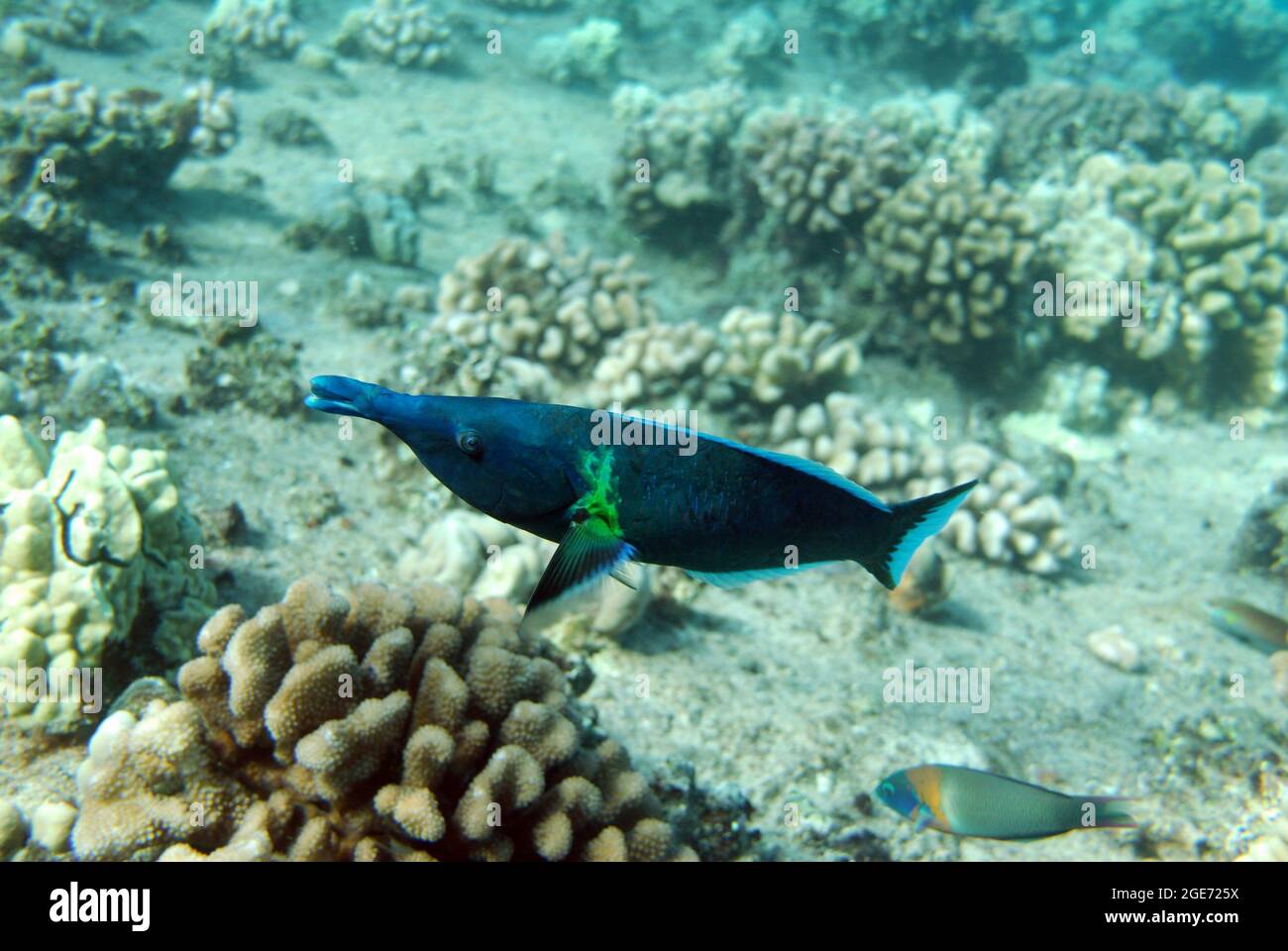 Fish swimming underwater Stock Photo - Alamy