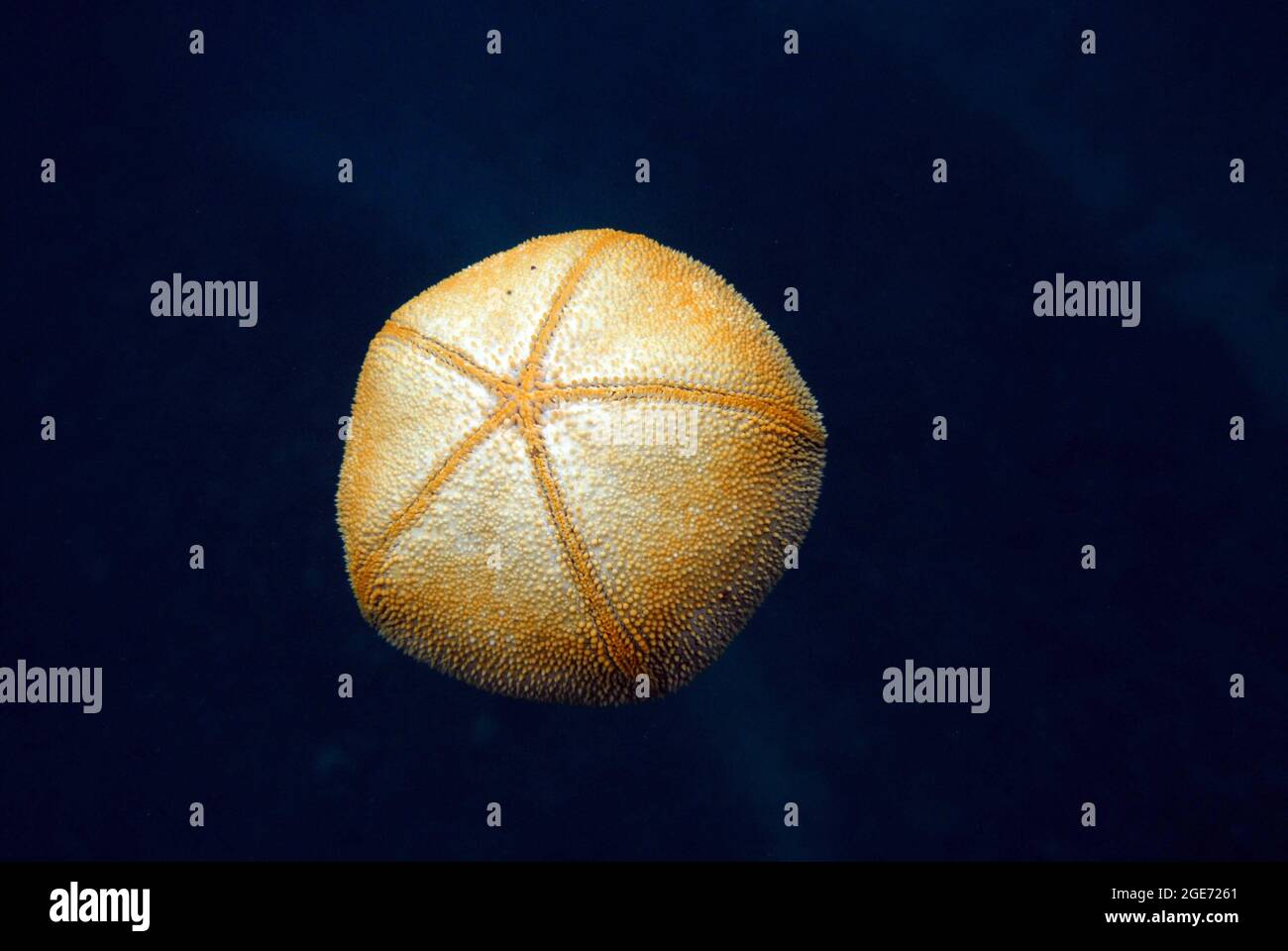 Orange sponge underwater hi-res stock photography and images - Alamy