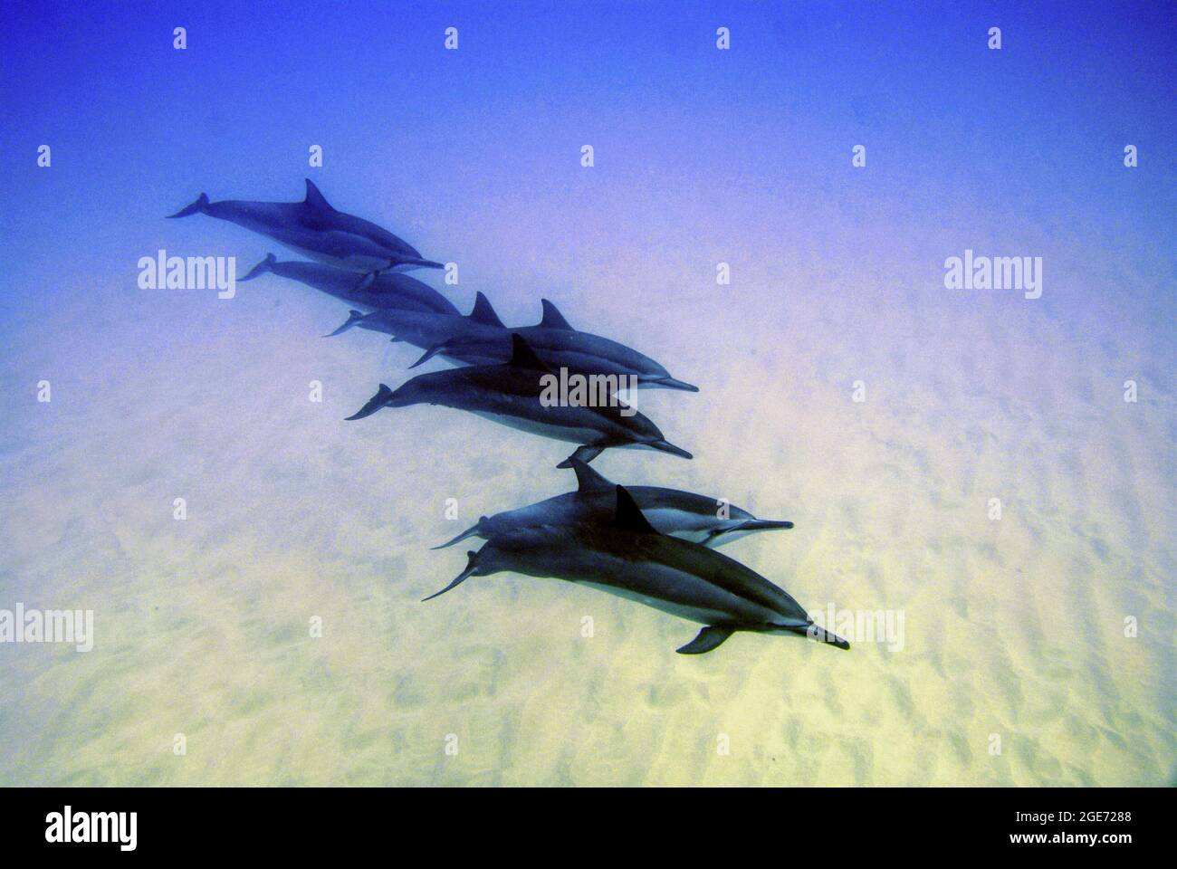 Beautiful dolphin pod in formation Stock Photo - Alamy