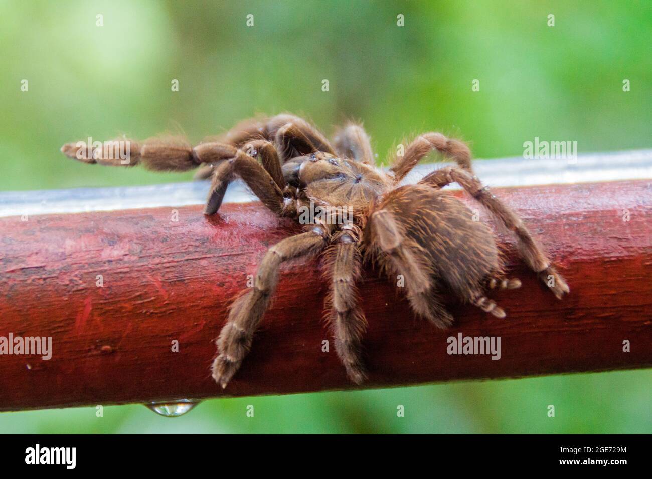 Spider on railing hi-res stock photography and images - Alamy