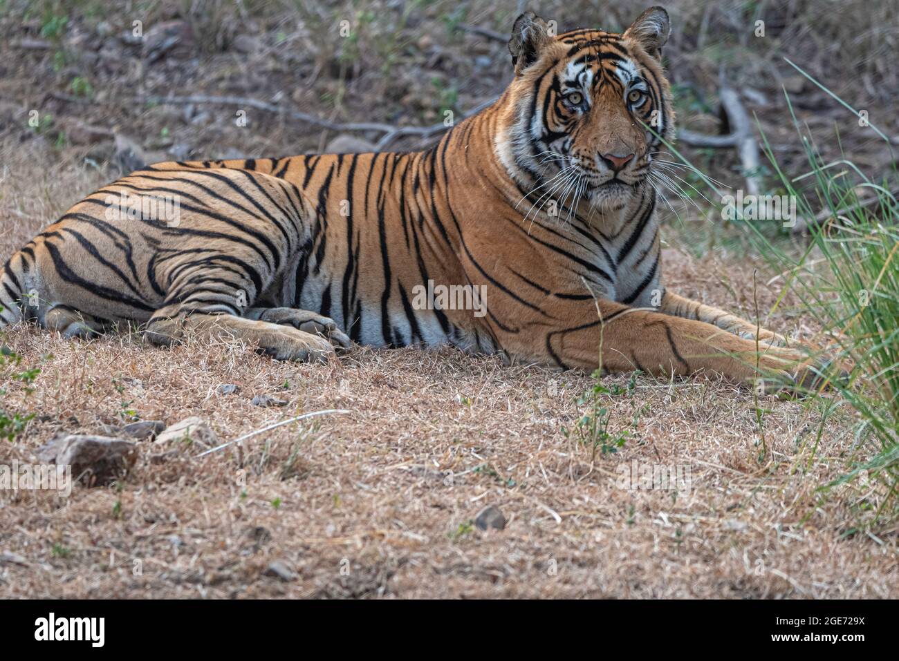 Tiger at rest in the forest of Ranthambore Stock Photo - Alamy
