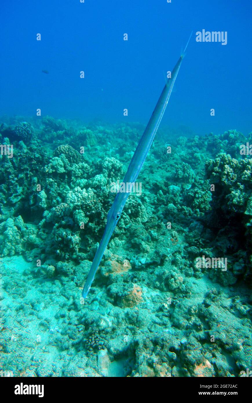 Small needlefish in the ocean Stock Photo - Alamy