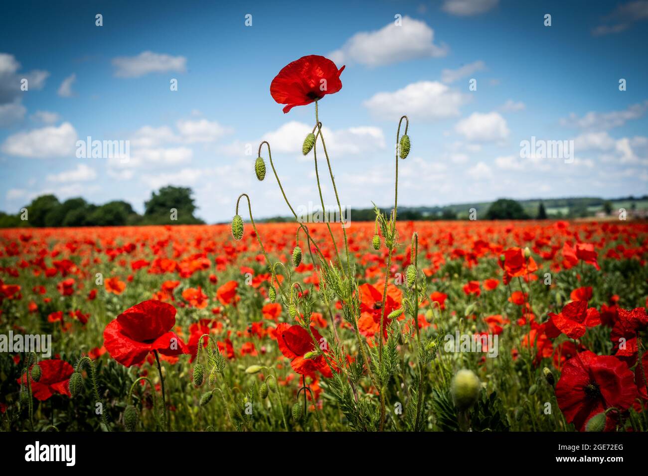 Remembrance poppy plants hi-res stock photography and images - Alamy