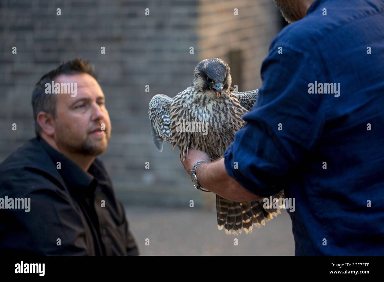 Peregrine Falcon (Falco peregrinus) Norwich Cathedral GB UK June 2021 ...