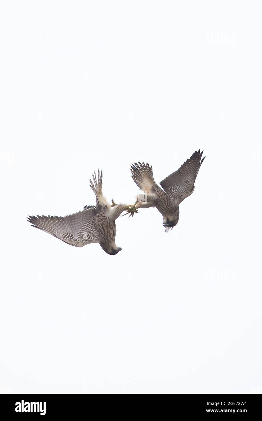 Peregrine Falcon (Falco peregrinus) Norwich Cathedral GB UK June 2021 ...