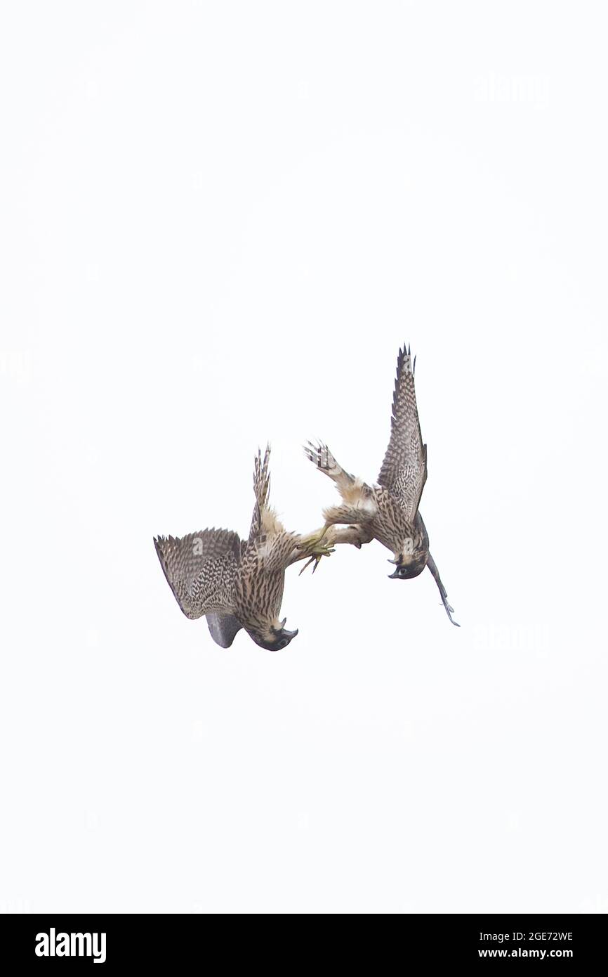 Peregrine Falcon (Falco peregrinus) Norwich Cathedral GB UK June 2021 ...