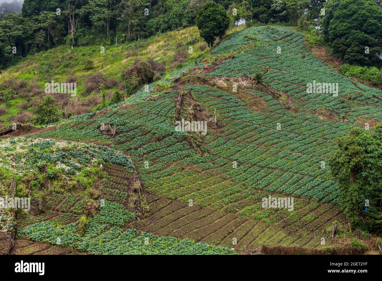 Vegetable fields near Bajo Grande village near Baru volcano, Panama ...