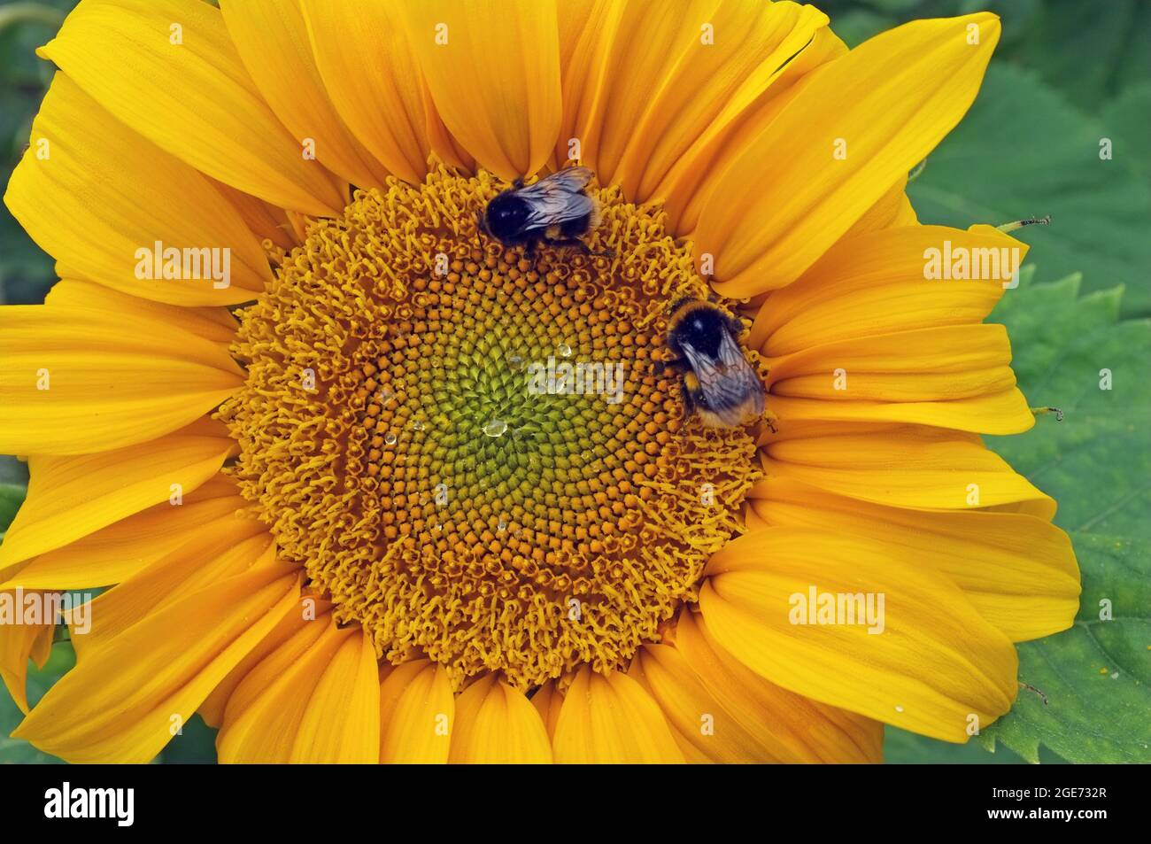 Bees crawl across the face of a sunflower in a Norfolk field Stock ...