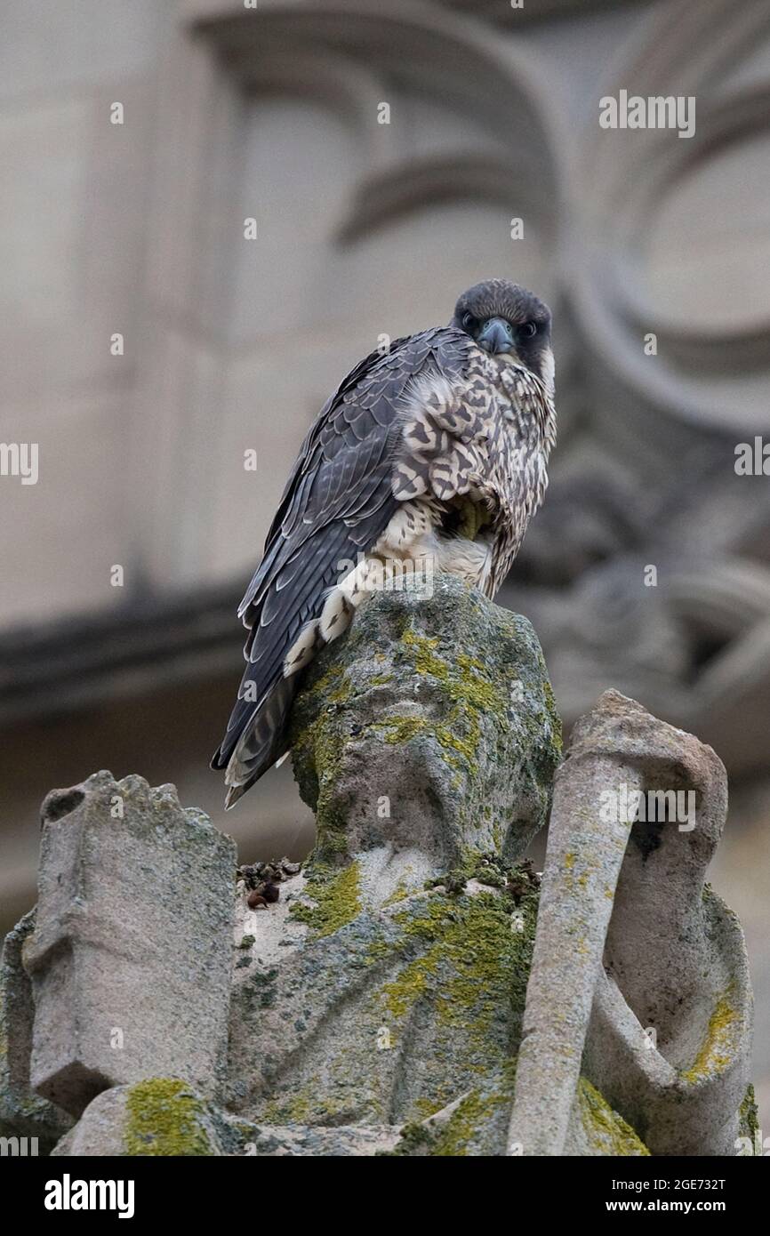 Peregrine Falcon (Falco peregrinus) Norwich Cathedral GB UK June 2021 ...
