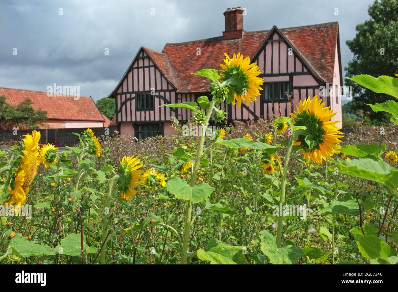 A pink timber framed farmhouse in Suffolk, England Stock Photo - Alamy
