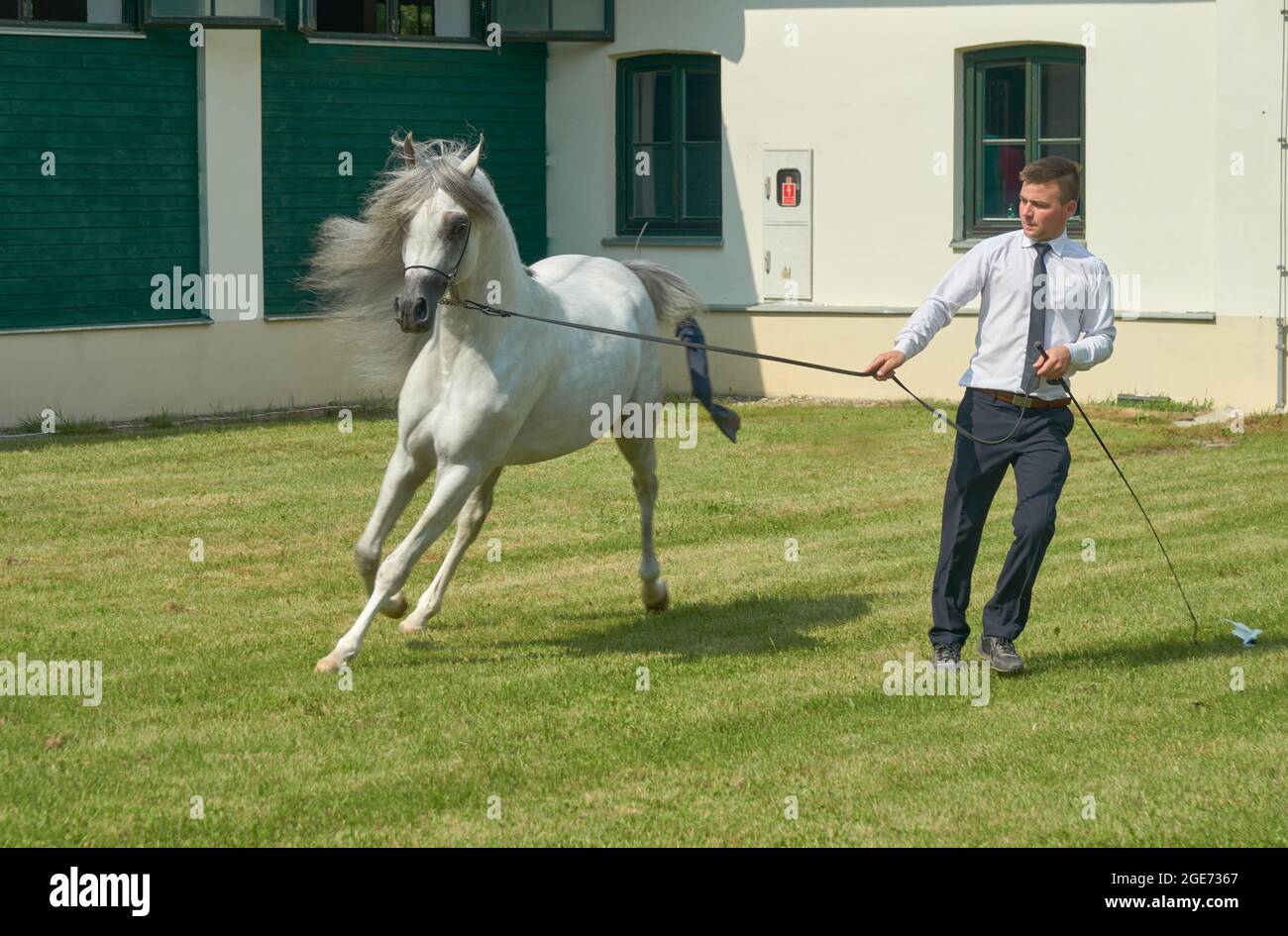 Most Beautiful White Horse In The World