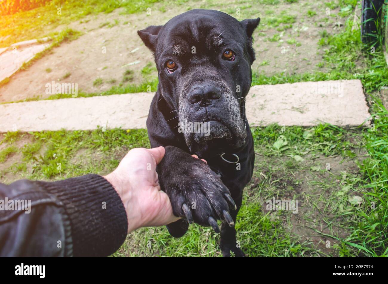 Cane Corso Dog Paws Man, Concept of Friendship Stock Photo - Alamy
