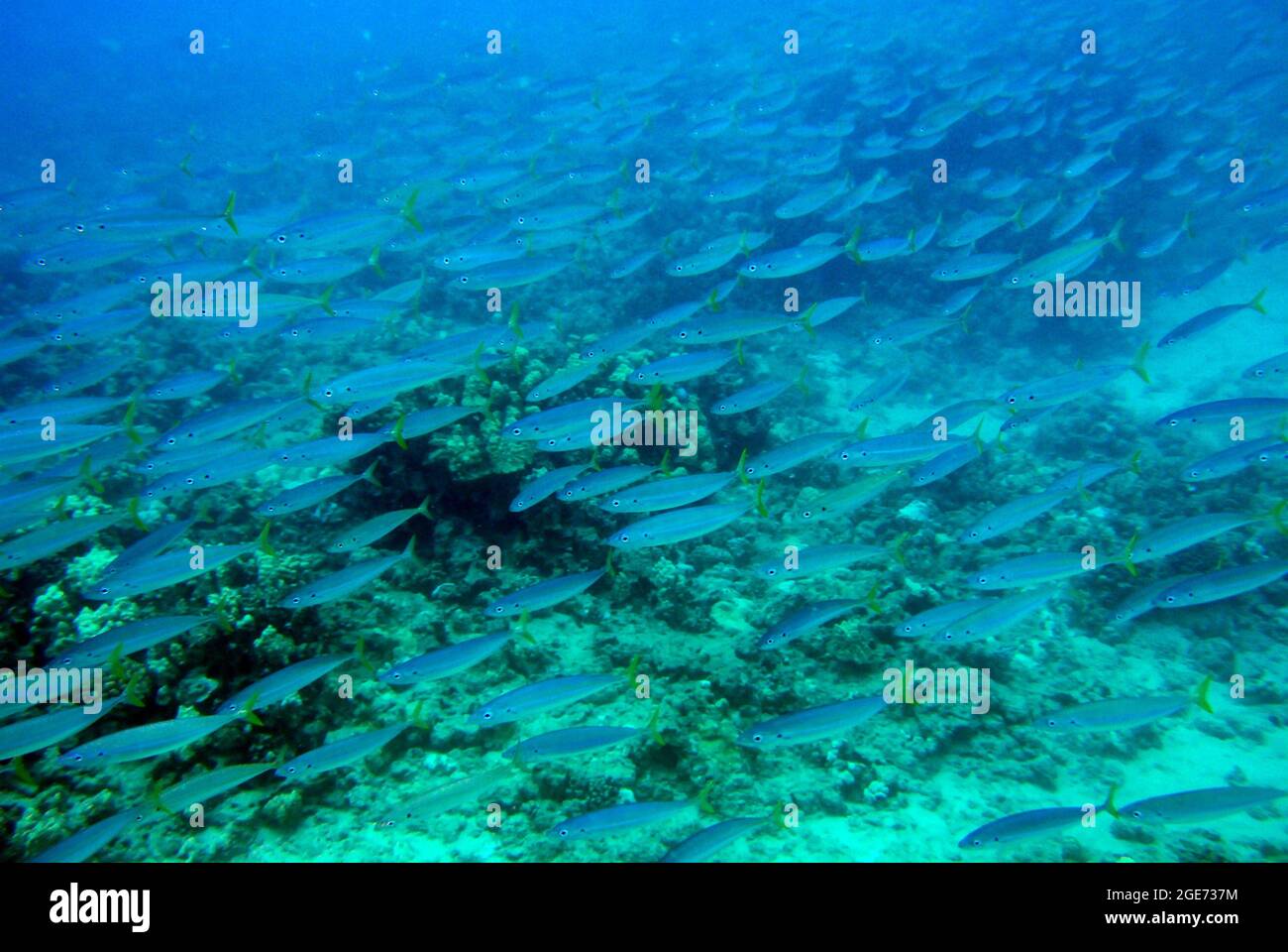 Fish swimming underwater Stock Photo - Alamy