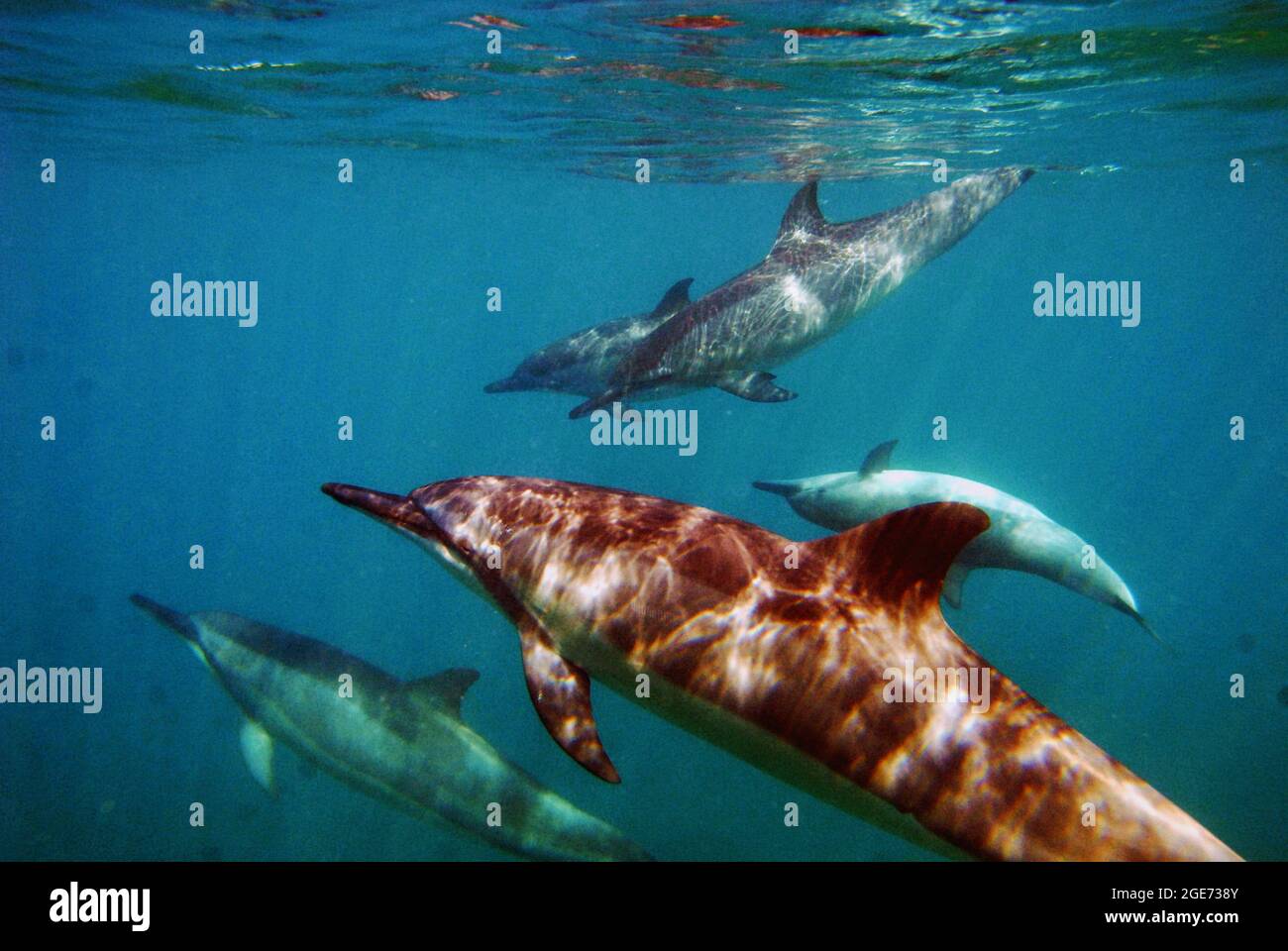 Pod of dolphins hi-res stock photography and images - Alamy