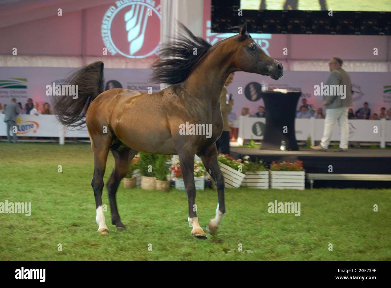 Favorite of the 2021 Pride of Poland Sale – EQUATOR, a champion ...
