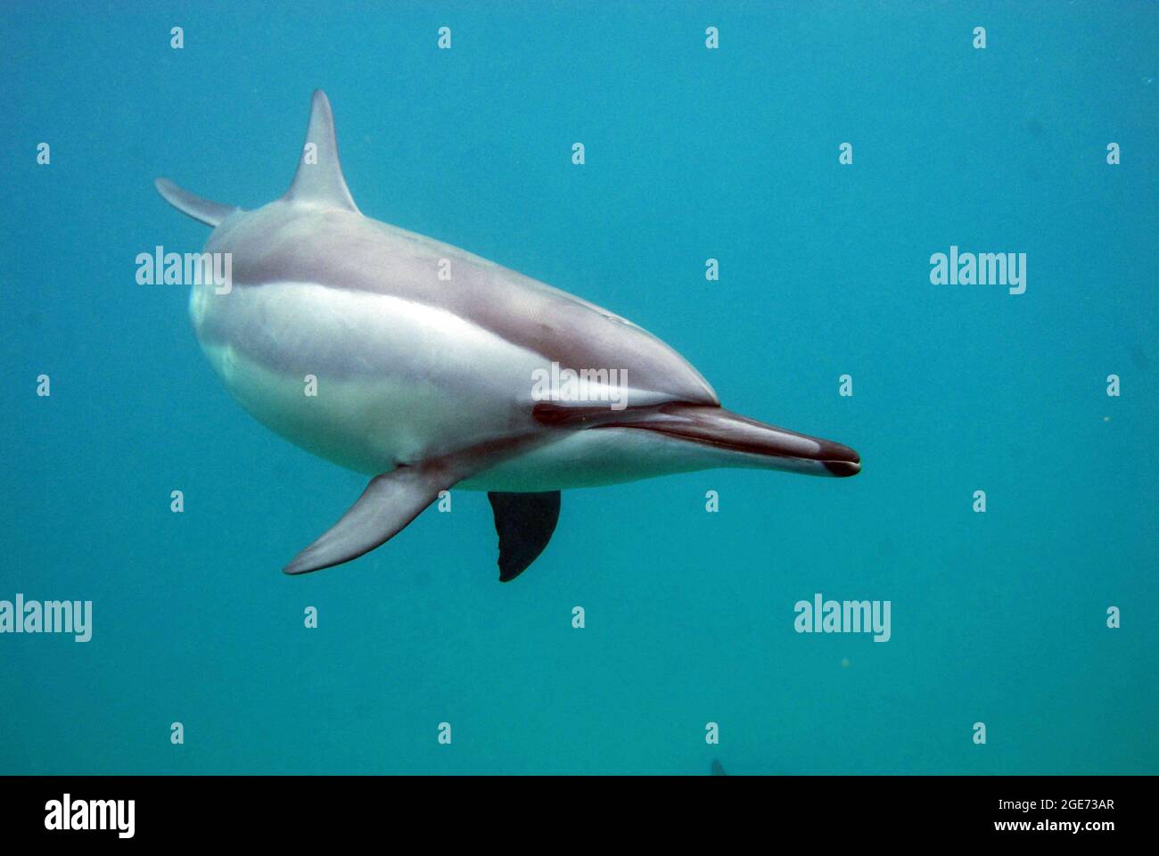 Dolphin fish bucket hi-res stock photography and images - Alamy