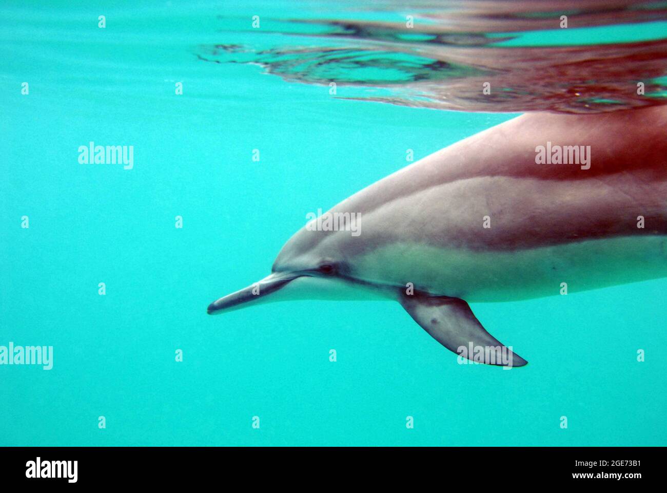 Dolphin fish bucket hi-res stock photography and images - Alamy