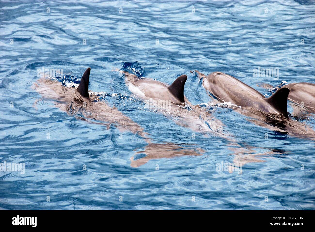 Pod of dolphins hi-res stock photography and images - Alamy