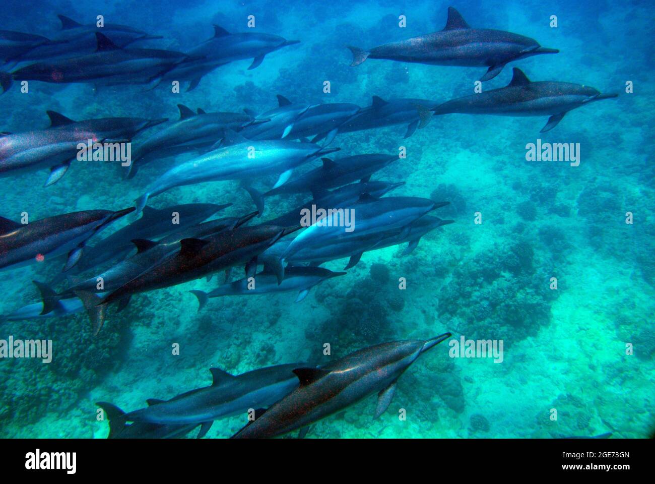 Large dolphin pod Stock Photo - Alamy