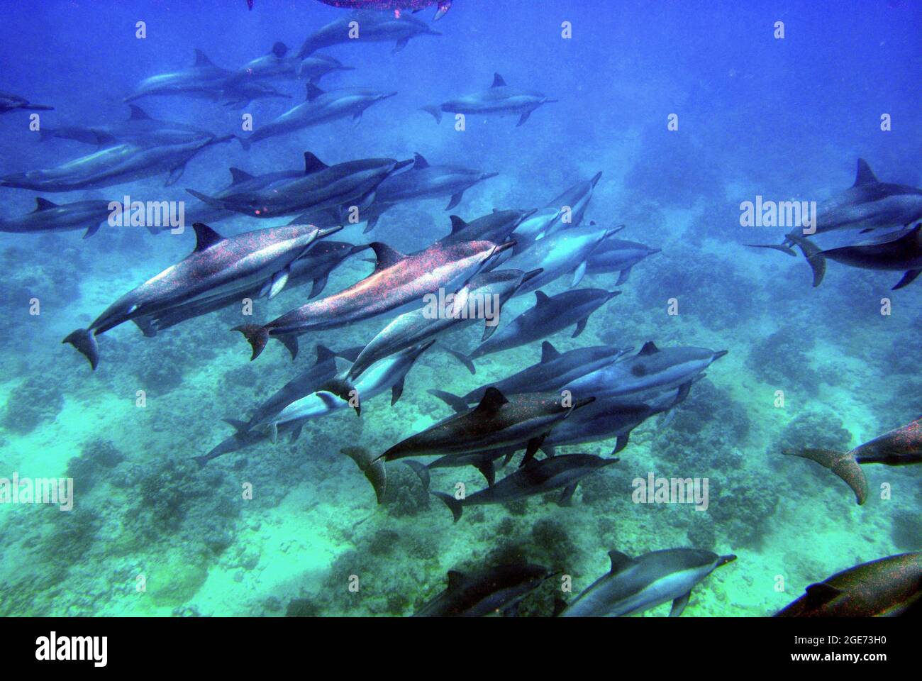 Large dolphin hi-res stock photography and images - Alamy