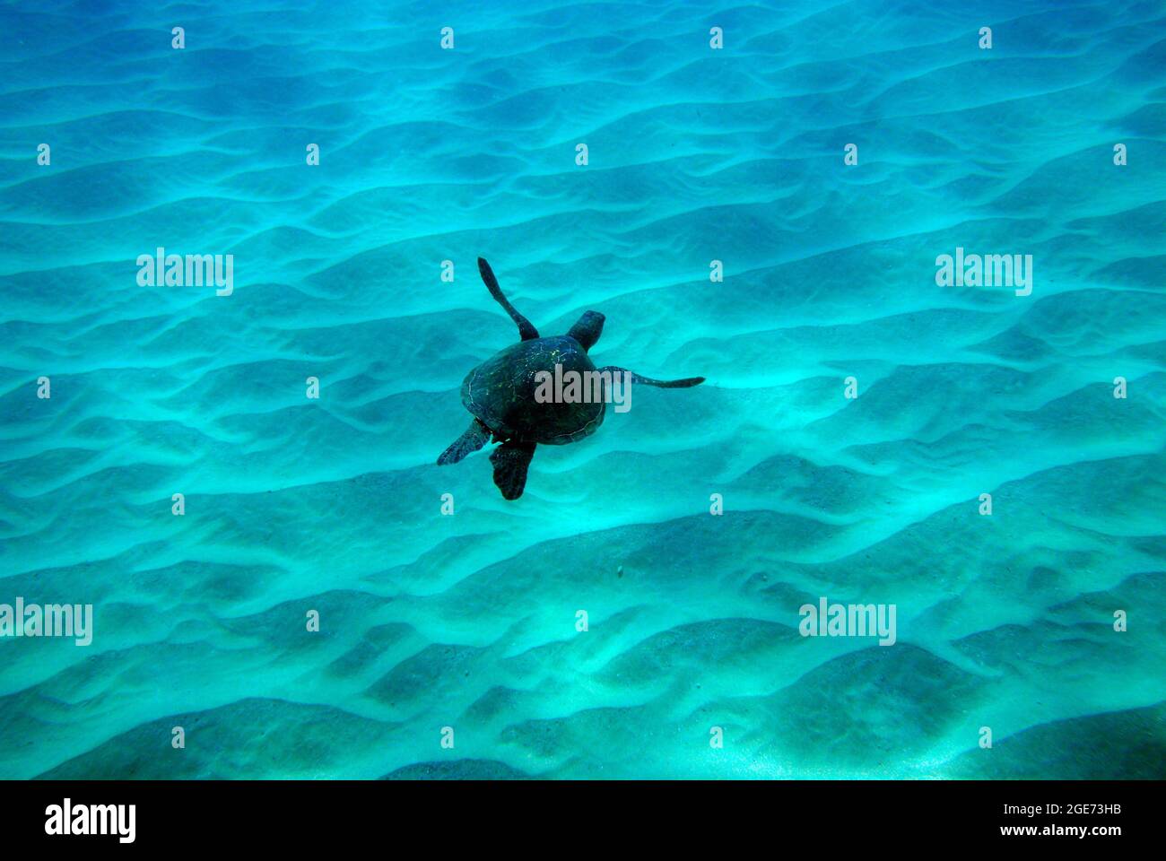 Sea turtle swimming underwater hi-res stock photography and images - Alamy