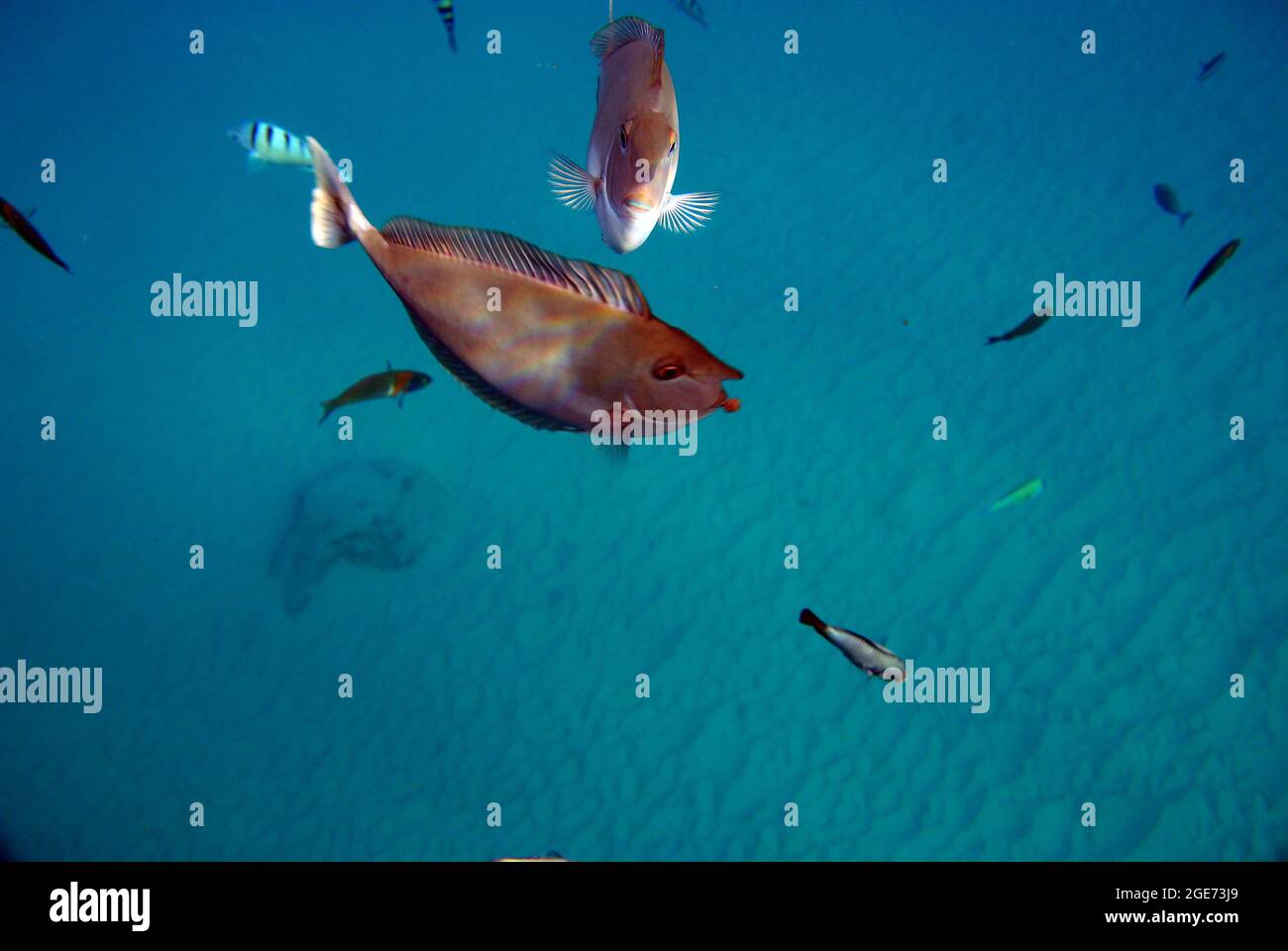 Fish swimming underwater Stock Photo - Alamy